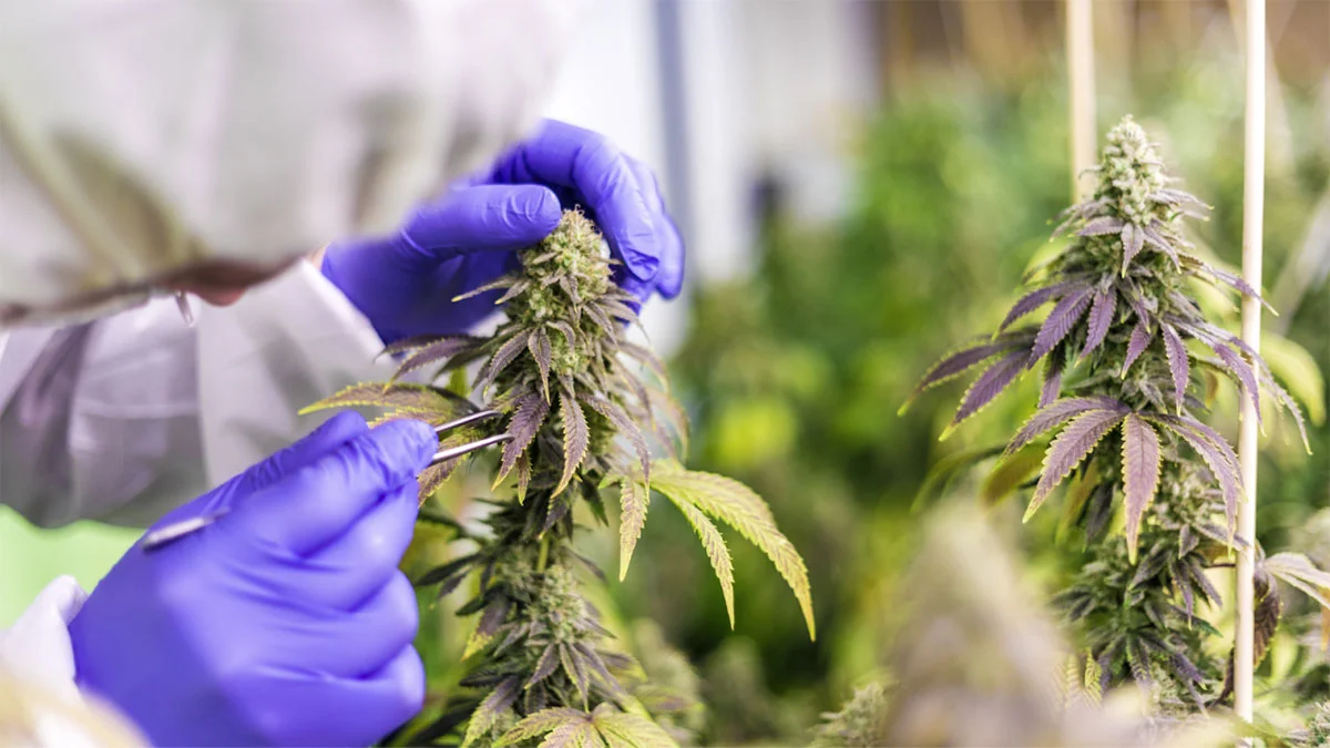 Healthiest Way to Consume Weed & THC | LIV Cannabis